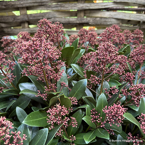 Skimmia jap. 'Rubella' 100+ blooms (p32) INSTANT - Bunkers Hill Plant Nursery