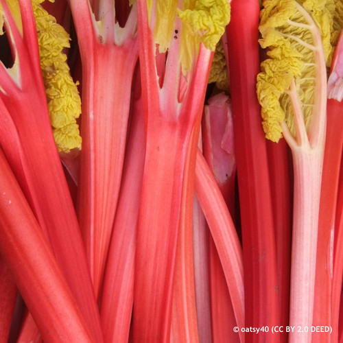Rhubarb 'Raspberry Red' - 1 crown - Bunkers Hill Plant Nursery