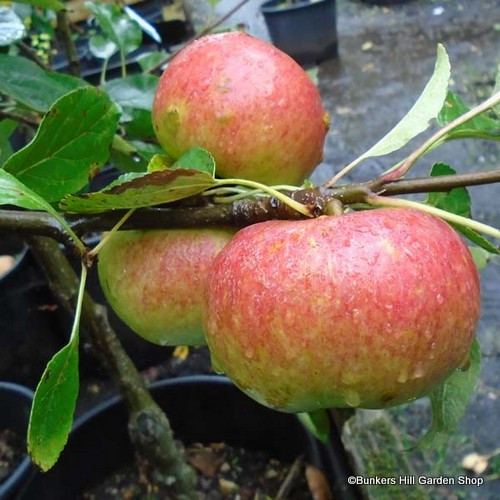 Apple 'Elstar' 2yr Bush tree on MM106 rootstock - Bunkers Hill Plant ...