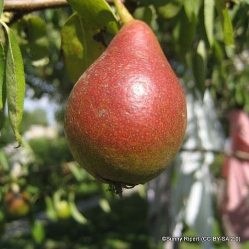 Pear 'Red William' 2yr bush tree on Quince A rootstock - Bunkers Hill ...