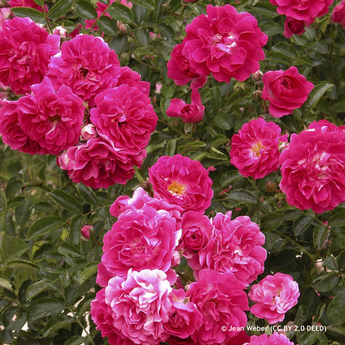 'Excelsa' - Rambling Rose - Bunkers Hill Plant Nursery