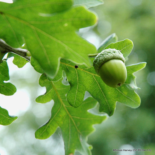 10 x Quercus robur (Common Oak) 40-60cm (bundle) - Bunkers Hill Plant ...