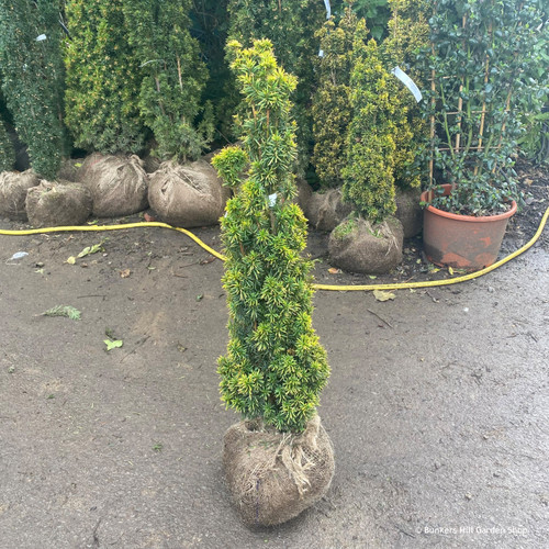 Taxus baccata 'Fastigiata Aurea' (Golden Irish Yew) 80-100cm Rootball ...