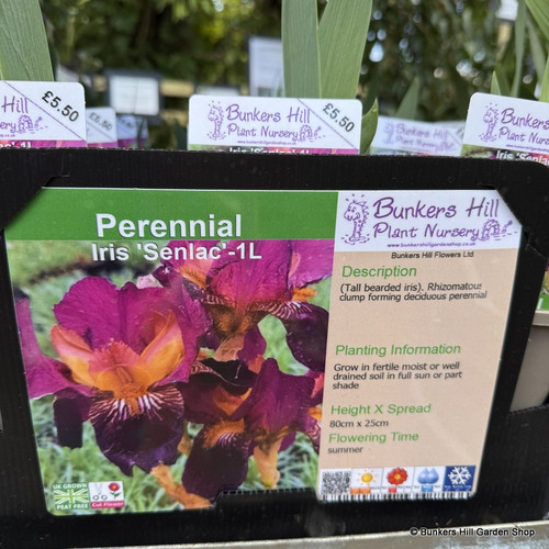 Iris 'Senlac'-1L - Bunkers Hill Plant Nursery