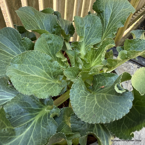 Erygium 'Grumpy' 2L - Bunkers Hill Plant Nursery