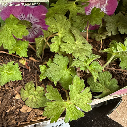 Geranium 'Kelly Anne'-1L - Bunkers Hill Plant Nursery