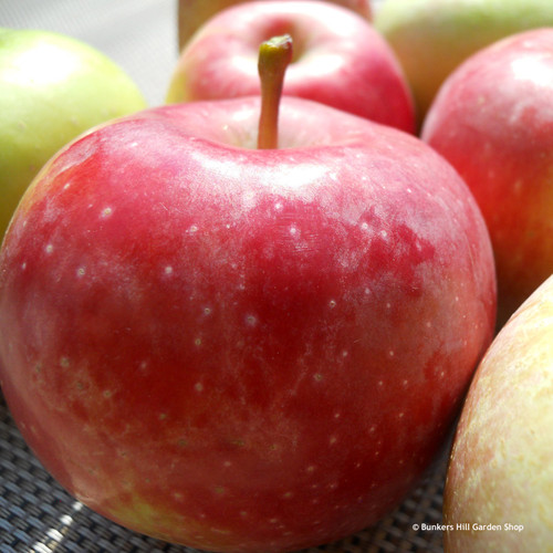 Apple 'Vista Bella' 2-3yr tree on MM106 rootstock (Potted) - Bunkers ...