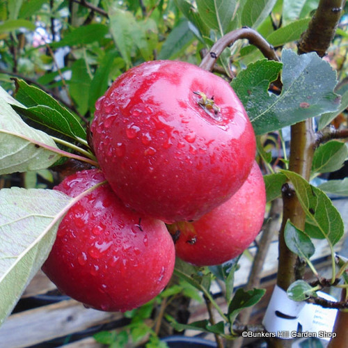 Apple 'Discovery' 2-3yr dwarf apple tree on M27 rootstock (Potted ...