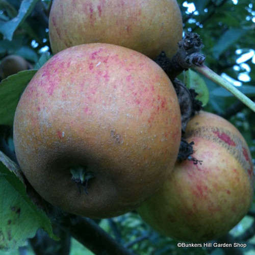 Apple 'Ashmead's Kernel' 2-3yr tree on MM106 rootstock (Potted ...