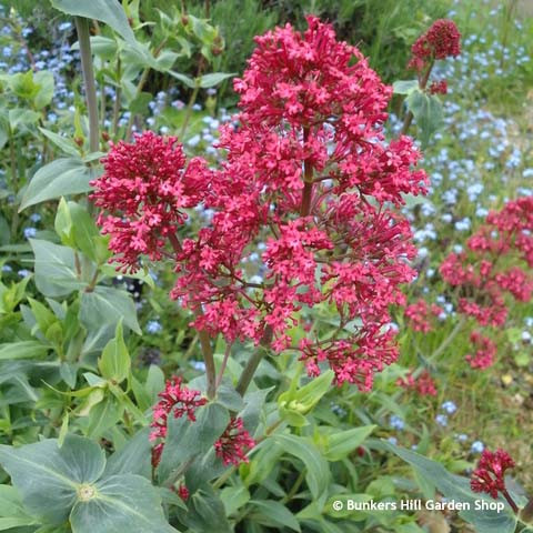 Centranthus ruber 'Rosenrot' - 2ltr - Bunkers Hill Plant Nursery