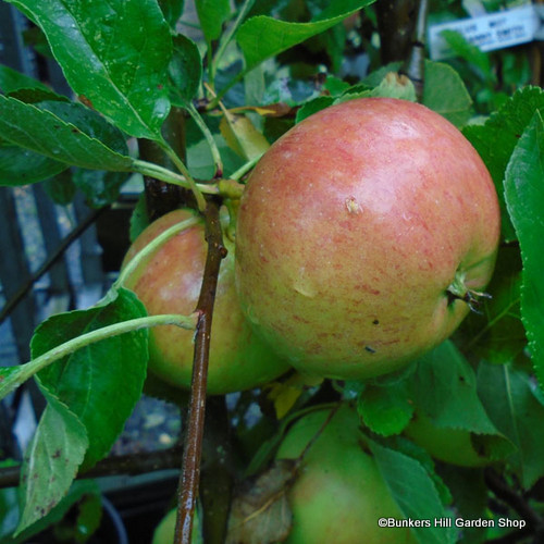 Apple 'Idared' 2-3yr tree on MM106 rootstock (Potted) - Bunkers Hill ...