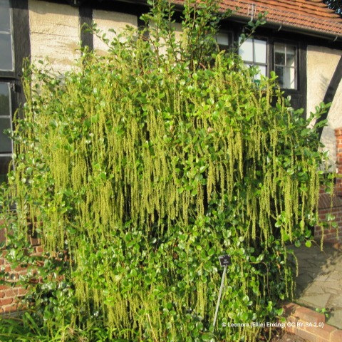 Itea ilicifolia 4L - Bunkers Hill Plant Nursery