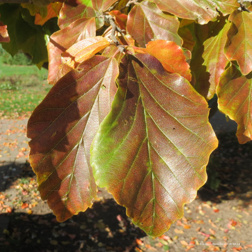 Parrotia persica 'Jodrell Bank' 4L deep - Bunkers Hill Plant Nursery