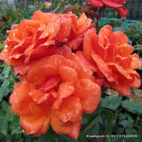 Beautiful Britain - Floribunda Rose - Bunkers Hill Plant Nursery