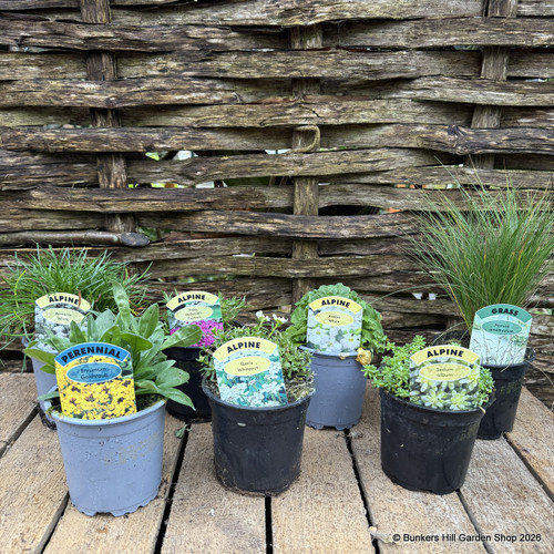 Alpine/perennial mix & match - Bunkers Hill Plant Nursery