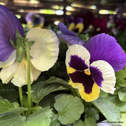 Pansy/Viola 6 pack - Bunkers Hill Plant Nursery