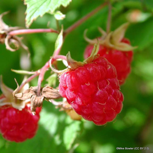 Raspberry 'Polka' - 3 canes - Bunkers Hill Plant Nursery