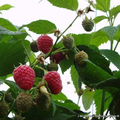 Raspberry 'Cascade Delight' - 3 canes - Bunkers Hill Plant Nursery