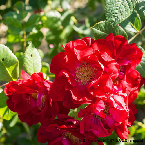 Rambling Rosie - Rambling Rosie - Bunkers Hill Plant Nursery