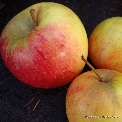Apple 'Fiesta' ('Red Pippin') 2yr Espalier tree on MM106 rootstock ...
