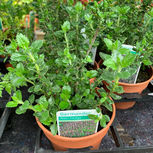 Germander- Hedge (11cm) - Bunkers Hill Plant Nursery