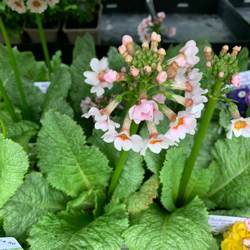 Primula denticulata alba 1ltr - Bunkers Hill Plant Nursery
