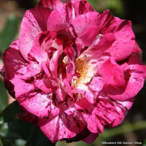 Purple Tiger - Floribunda Rose - Bunkers Hill Plant Nursery