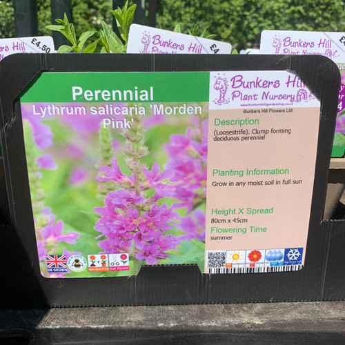 Lythrum salicaria 'Morden Pink' (Purple Loosestrife) 1ltr pot - Bunkers ...
