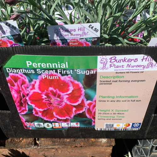 Dianthus Scent First 'Sugar Plum' 1ltr - Bunkers Hill Plant Nursery