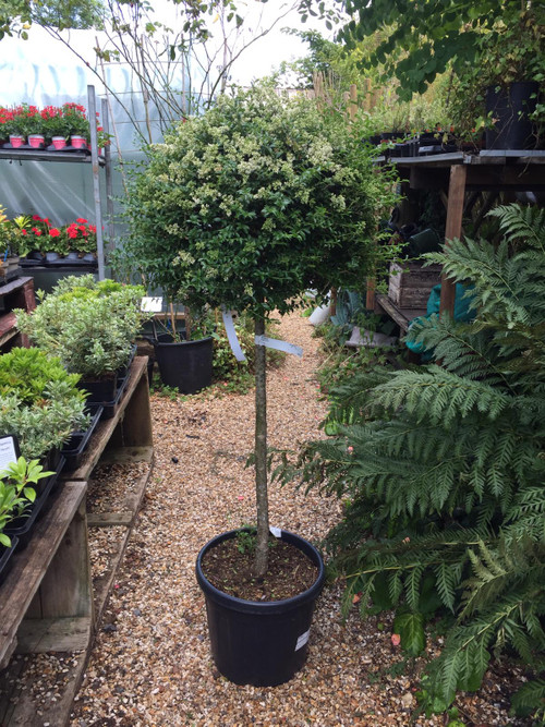 Standard Ligustrum Jonandrum (Privet) - Bunkers Hill Plant Nursery