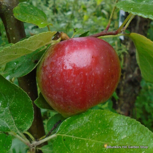 Apple 'Spartan' 2/3yr Apple Tree (MM106 rootstock) POTTED - Bunkers ...