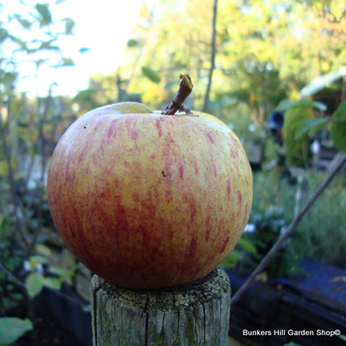 'Ellison's Orange' 1yr feathered maiden tree on MM106 rootstock ...