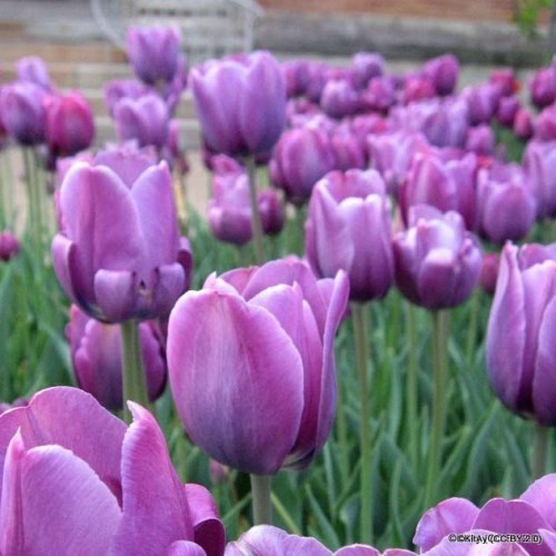 Tulip 'Bleu Aimable' - PACK of 9 bulbs - Bunkers Hill Plant Nursery