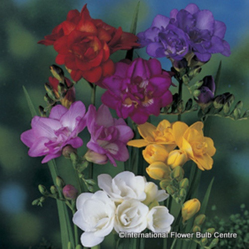 Freesia double mixed BULK - 100 or 250 bulbs - Bunkers Hill Plant Nursery