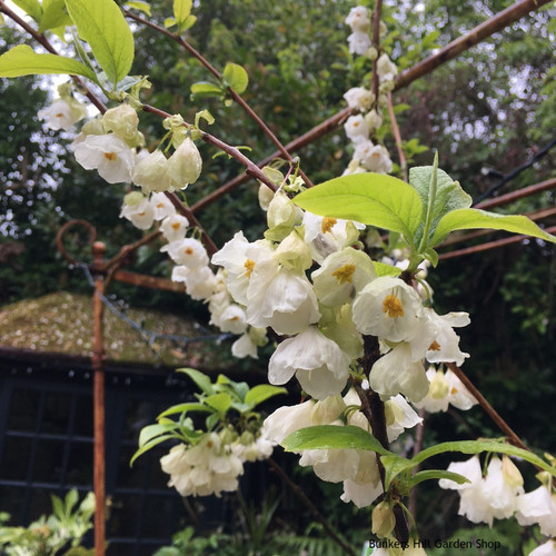 Halesia monticola vestita - Bunkers Hill Plant Nursery