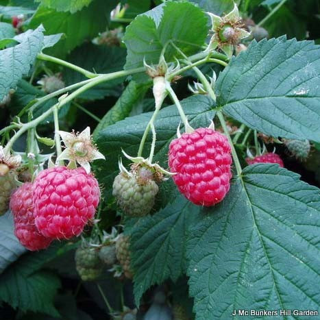 Raspberry 'Octavia' 10 canes - Bunkers Hill Plant Nursery
