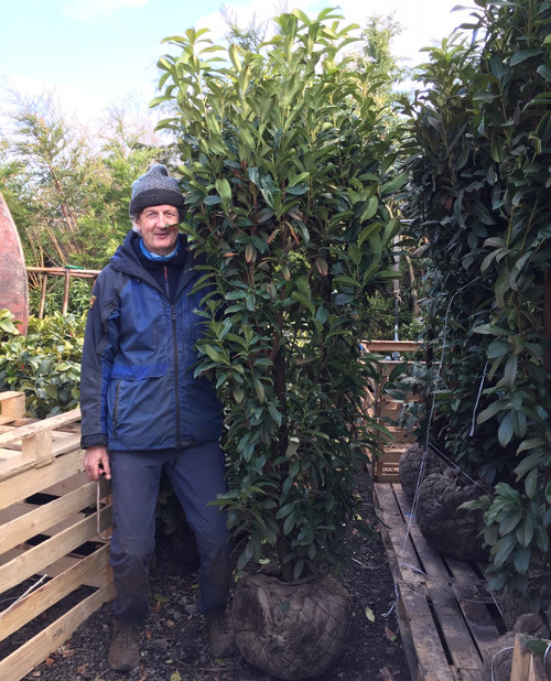 Prunus laur. 'Genolia' (Cherry Laurel) 175-200cm - Bunkers Hill Plant ...