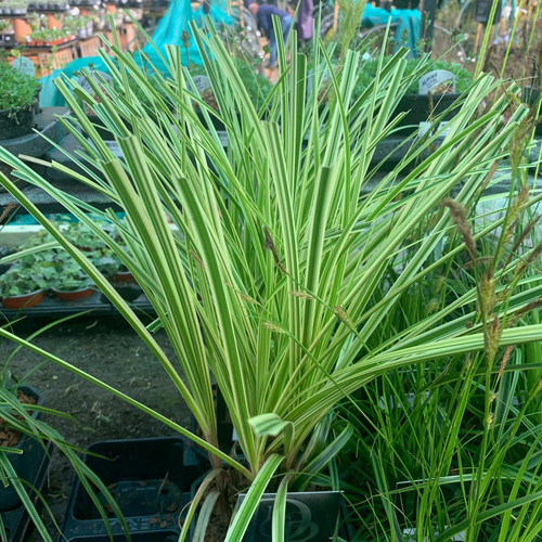 Carex 'Feather Falls' - 2L (Grass) - Bunkers Hill Plant Nursery