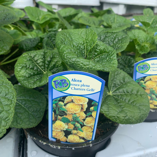 Alcea 'Charter's Yellow' (Hollyhock) - Bunkers Hill Plant Nursery