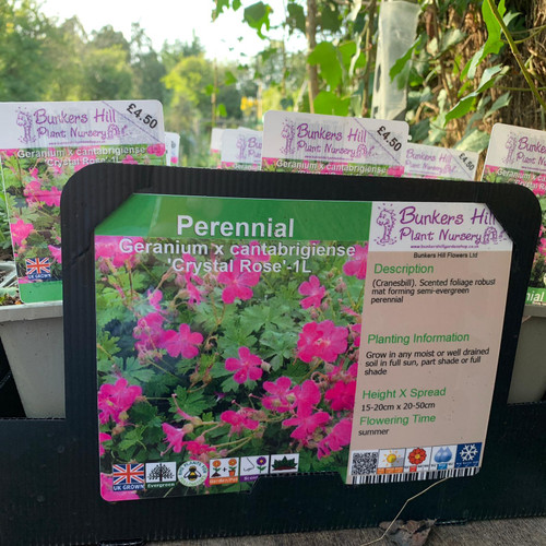 Geranium 'Crystal Rose' 1ltr - Bunkers Hill Plant Nursery