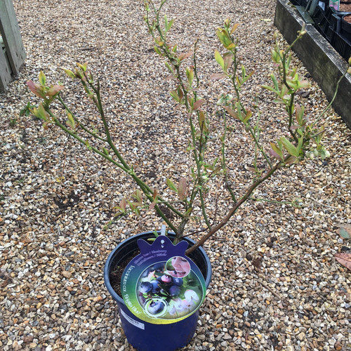 Blueberry 'Brigette Blue' - 3ltr - Bunkers Hill Plant Nursery