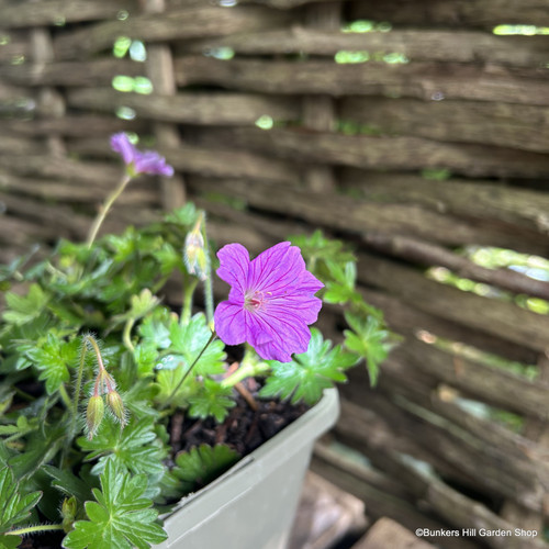 Geranium 'Blushing Turtle' 3ltr - Bunkers Hill Plant Nursery