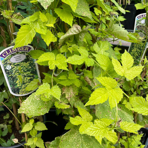 Humulus lupulus 'Aureus' (Golden Hop) 5ltr - Bunkers Hill Plant Nursery