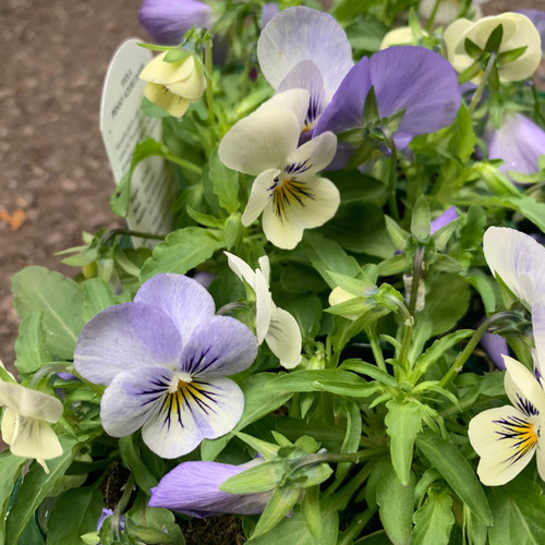 Viola 6 pack - mixed varieties (upright or trailing) - Bunkers Hill ...