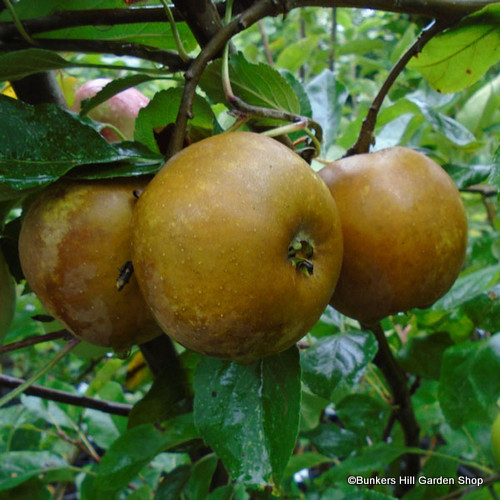 Apple 'Egremont Russet' 2yr (MM106 rootstock) POTTED - Bunkers Hill ...