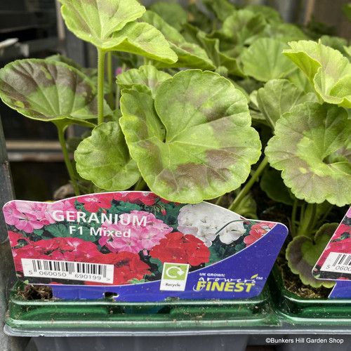 Geranium F1 - 6 Pack - Bunkers Hill Plant Nursery