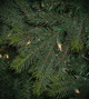 Burberry Fir Artificial Christmas Trees | Treetime - Platinum Collection