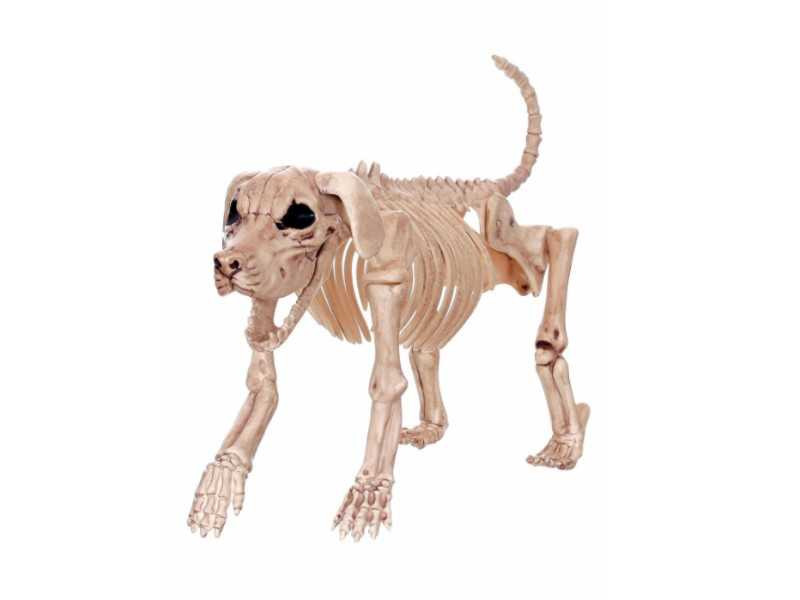 Beagle Dog Skeleton | He Makes No Bones About It!