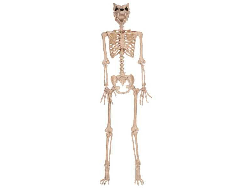 5 Ft Skeleton Werewolf Prop: Realistic Skeleton Props
