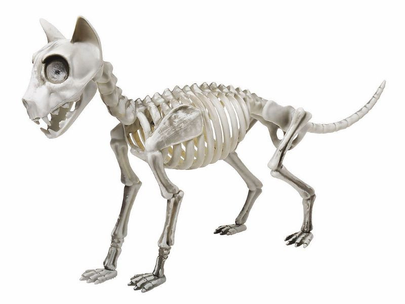 Skeleton Cat - Realistic Halloween Skeleton Decor